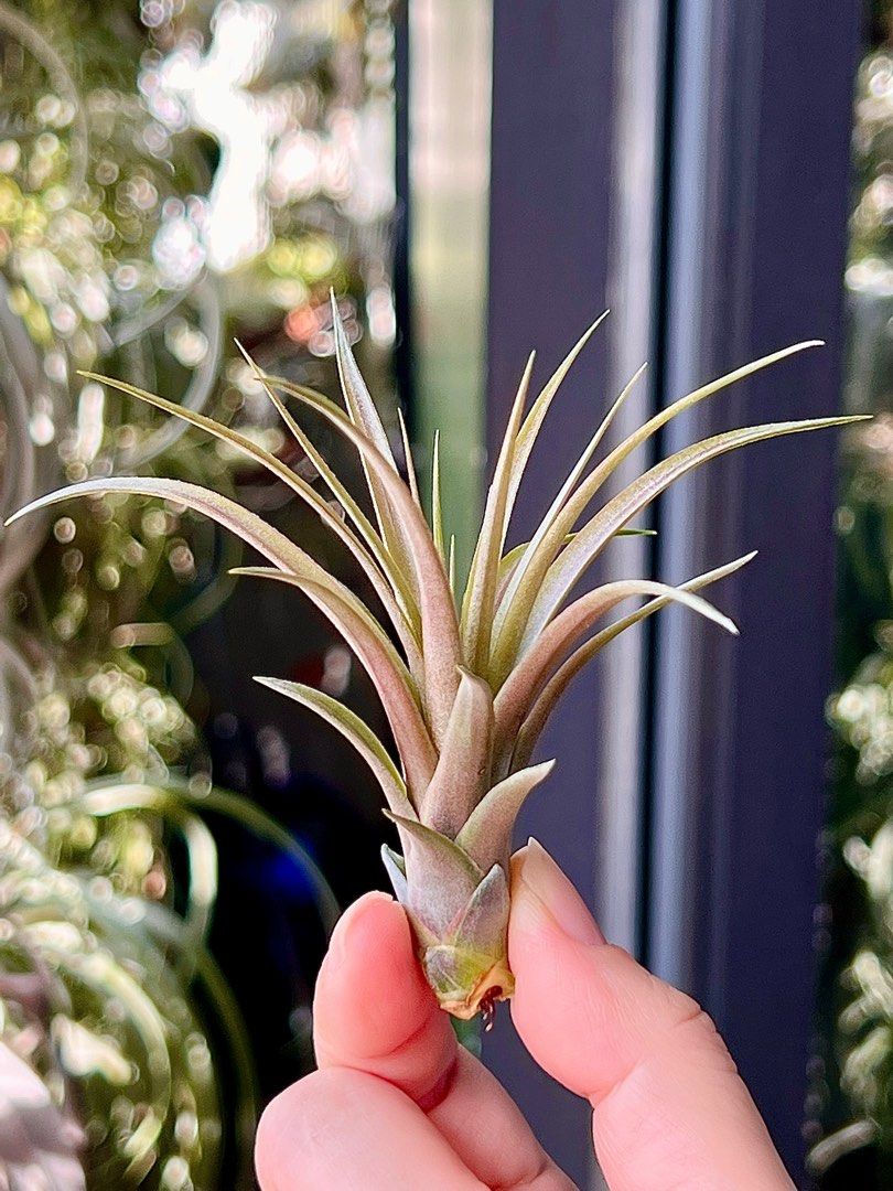 Tillandsia Capitata red x ionantha hand granade pup from JTO hybrid ...