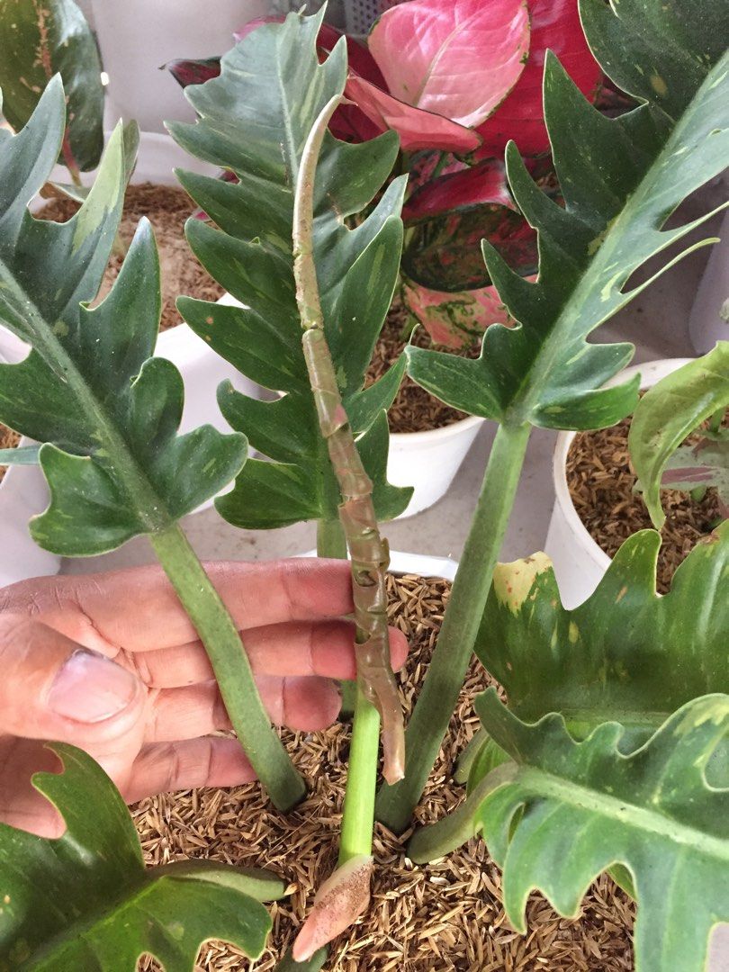 Variegated ring of fire, Furniture & Home Living, Gardening, Plants ...