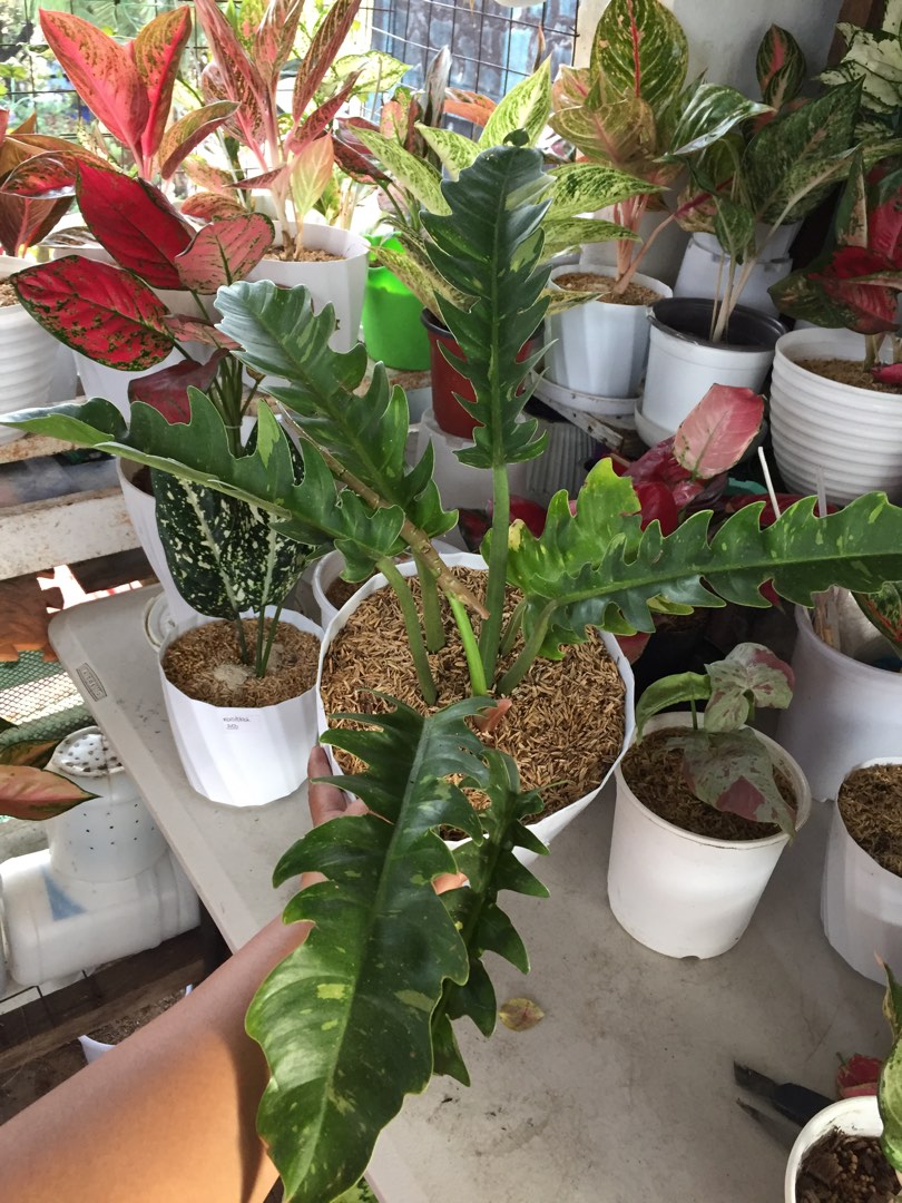 Variegated ring of fire, Furniture & Home Living, Gardening, Plants ...