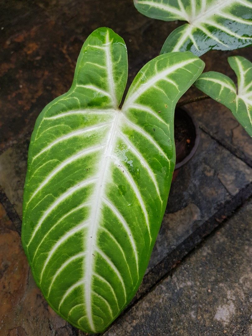 Caladium Lindenii, Furniture & Home Living, Gardening, Plants & Seeds ...