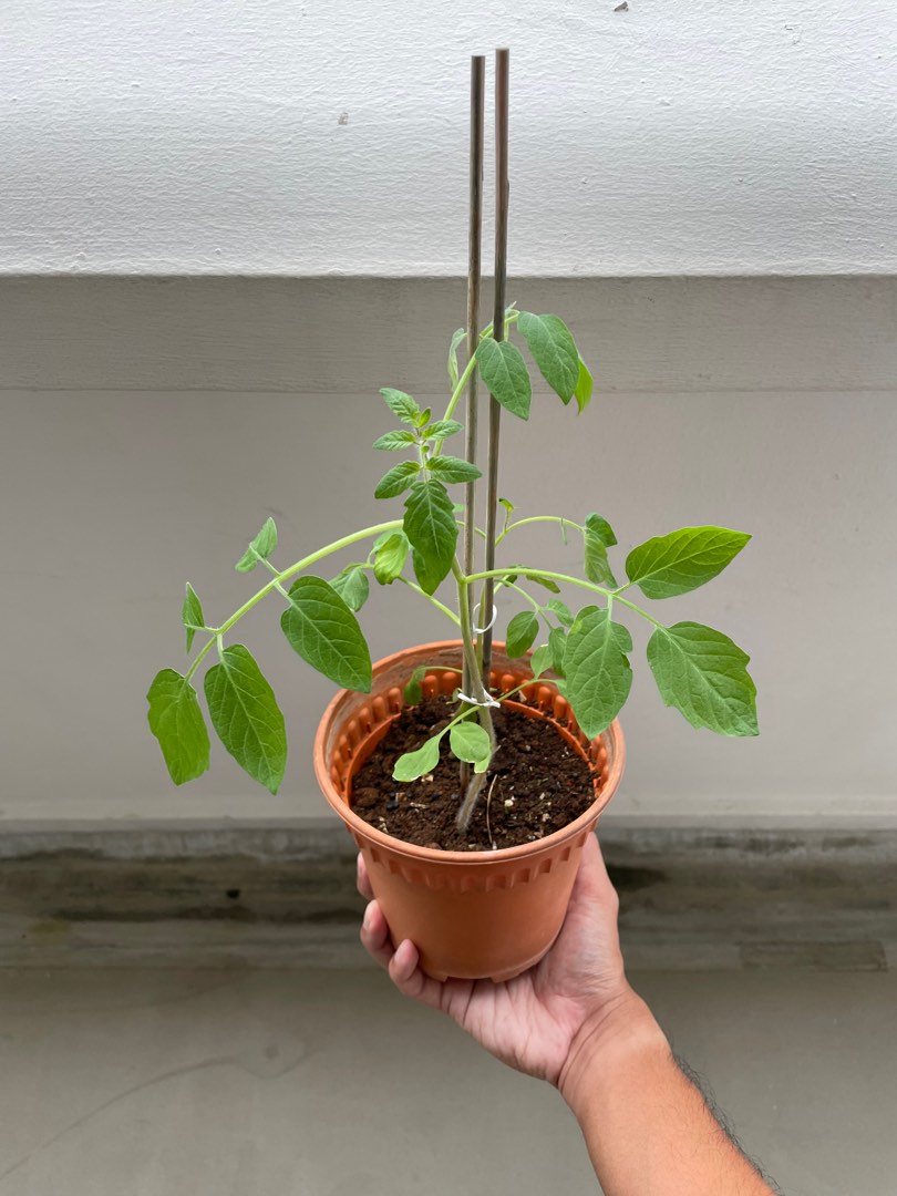 Mini Tomato Plant, Furniture & Home Living, Gardening, Plants & Seeds ...