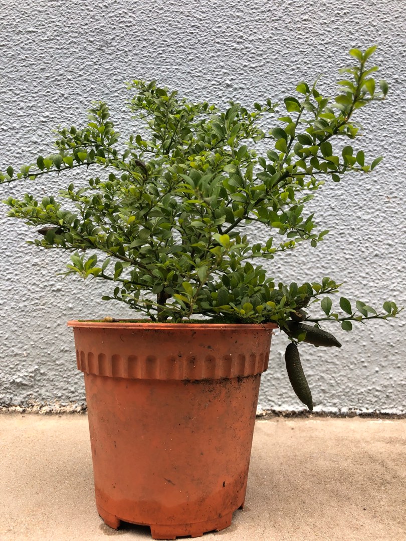 Finger Lime Plant with Fruits and Flowers, Furniture & Home Living ...