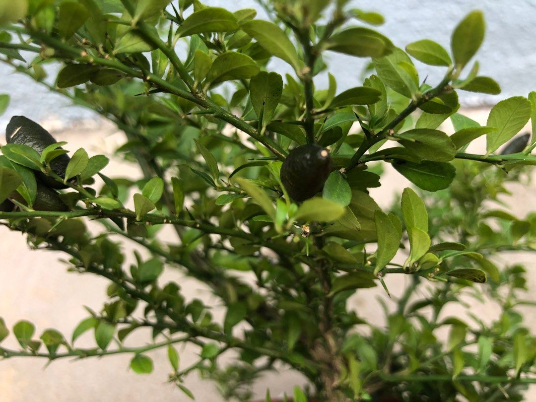Finger Lime Plant with Fruits and Flowers, Furniture & Home Living ...
