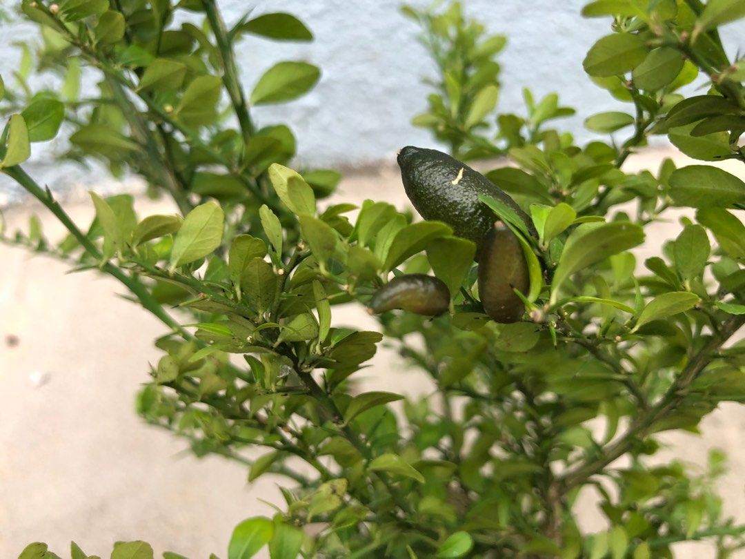 Finger Lime Plant with Fruits and Flowers, Furniture & Home Living ...