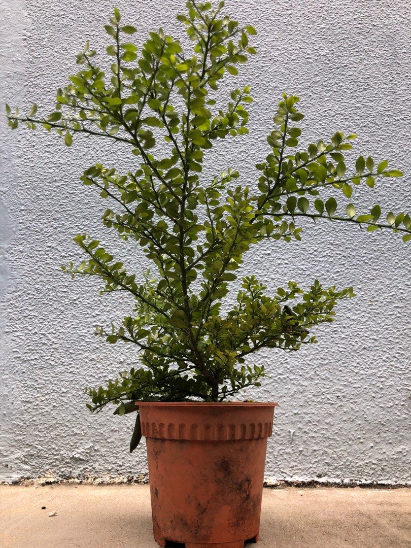 Finger Lime Plant with Fruits and Flowers, Furniture & Home Living ...