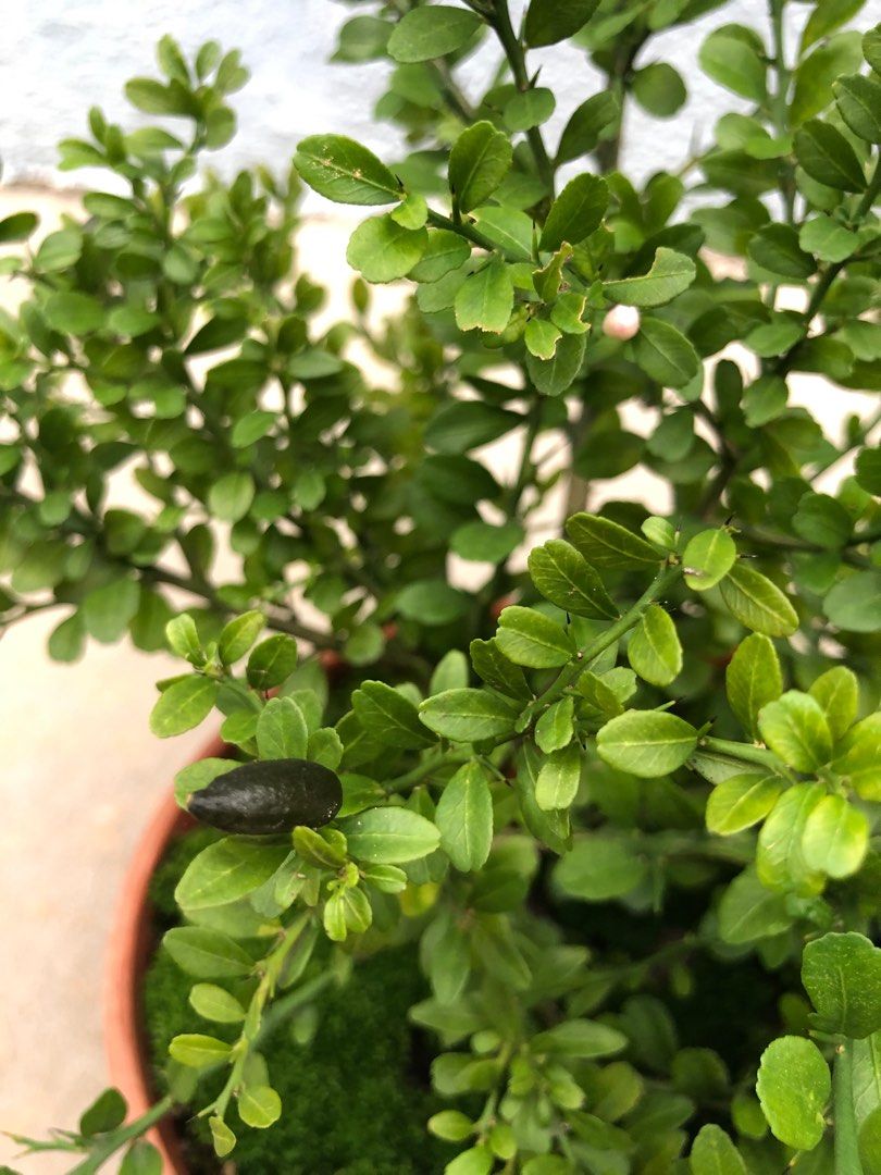 Finger Lime Plant with Fruits and Flowers, Furniture & Home Living ...