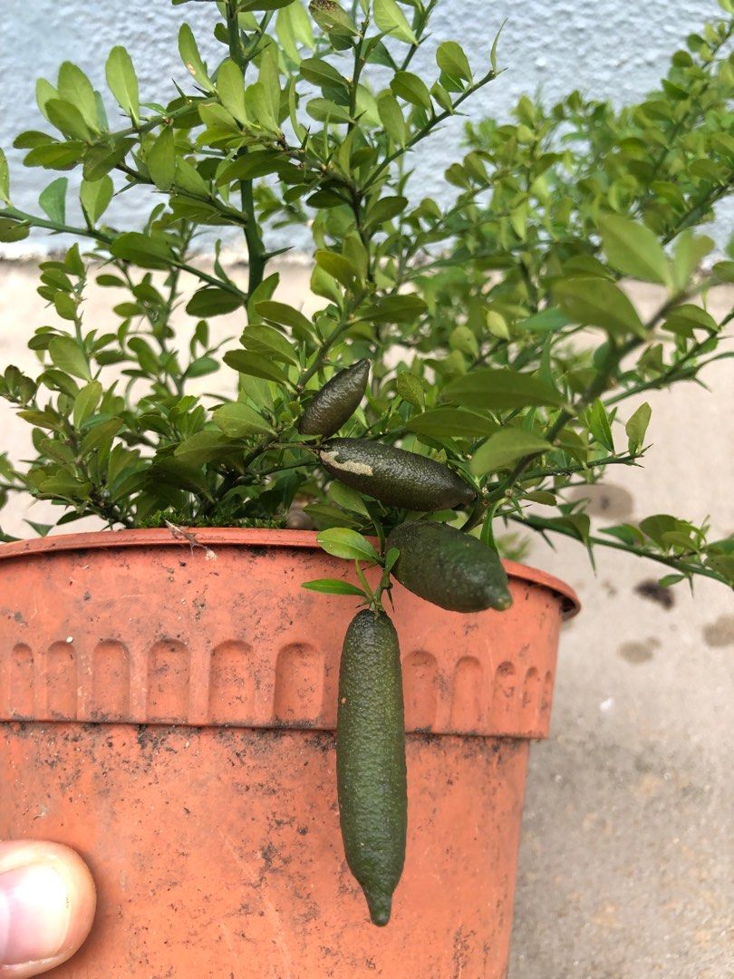 Finger Lime Plant with Fruits and Flowers, Furniture & Home Living ...