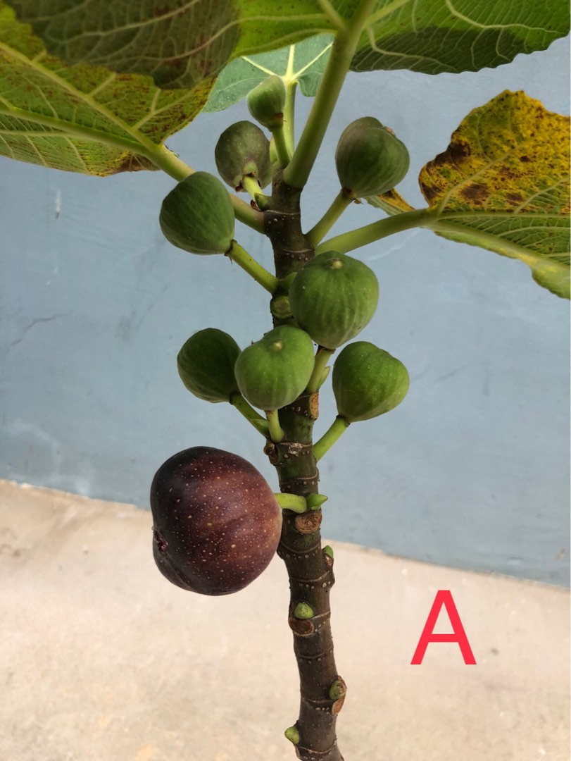 Iraqi fig tree, Furniture & Home Living, Gardening, Plants & Seeds on Carousell