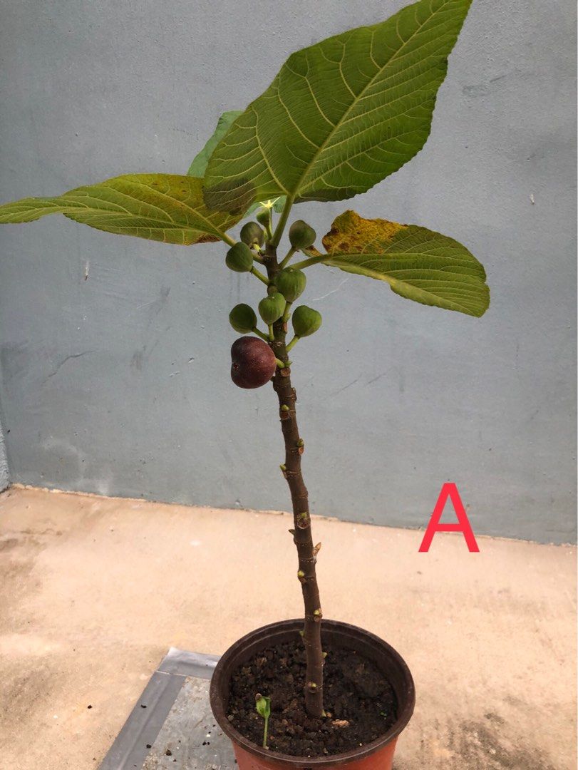 Iraqi fig tree, Furniture & Home Living, Gardening, Plants & Seeds on ...