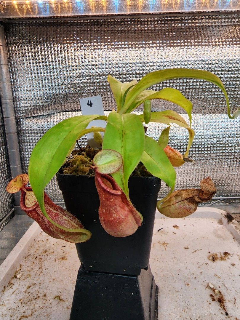 Nepenthes Mirabilis x Veitchii Pink cross, Furniture & Home Living ...