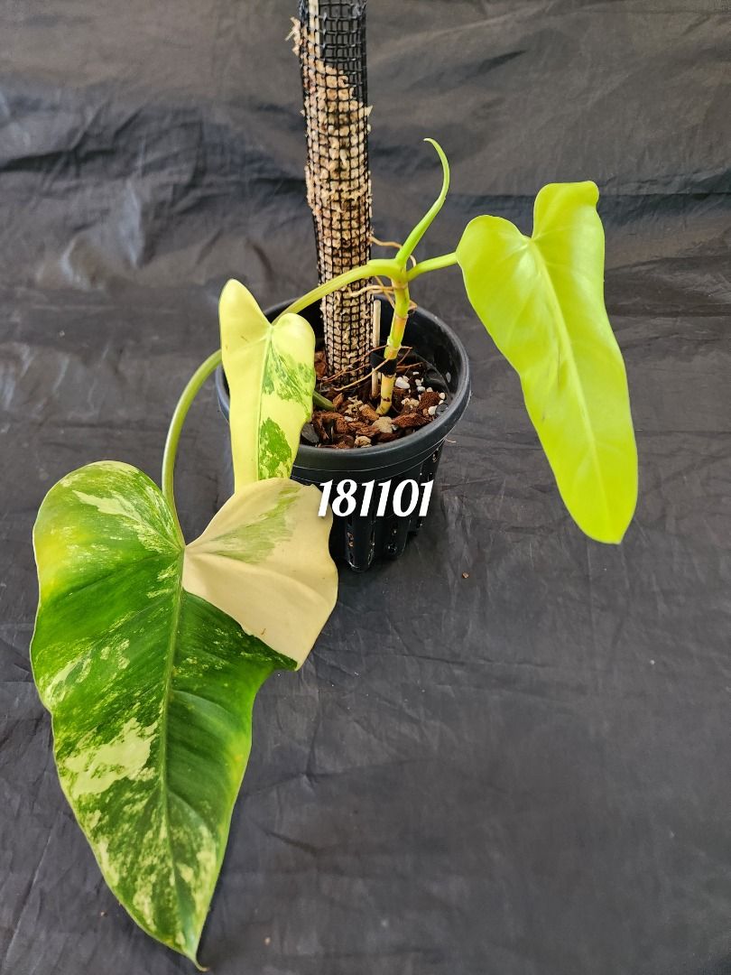 Philodendron Domesticum Variegata, Furniture & Home Living, Gardening ...