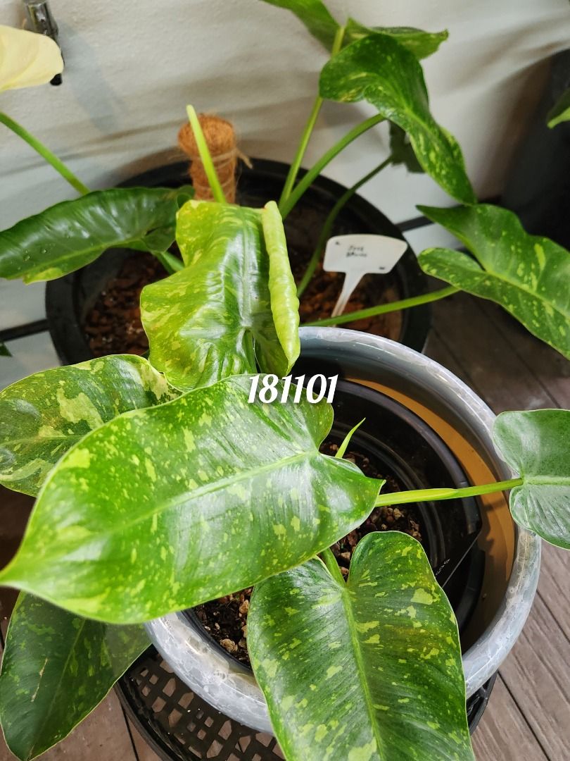 Philodendron Jose Bruno - $25 onwards, Furniture & Home Living ...