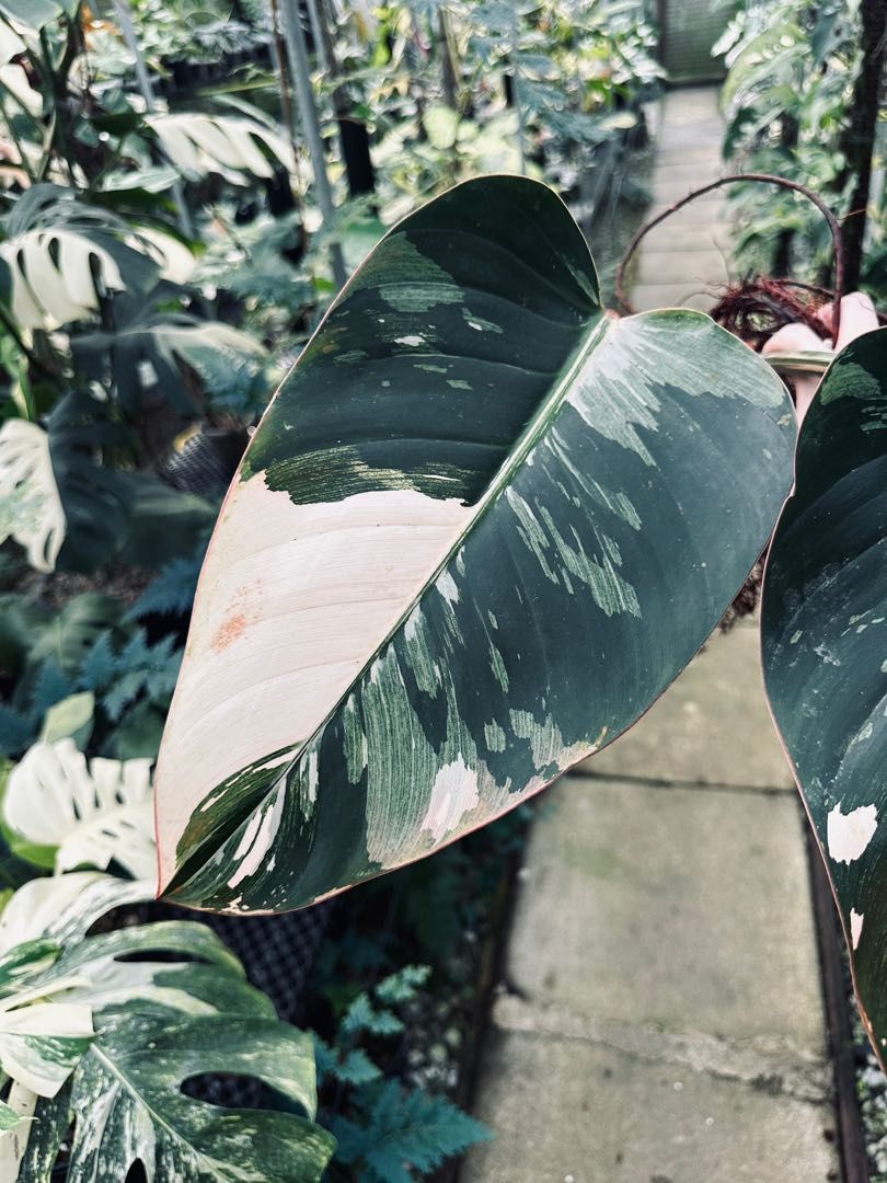 Philodendron Red Congo Variegated, Furniture & Home Living, Gardening ...