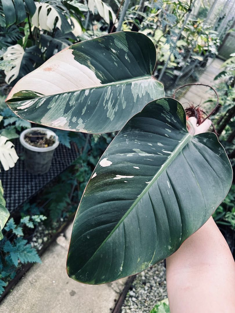 Philodendron Red Congo Variegated, Furniture & Home Living, Gardening ...