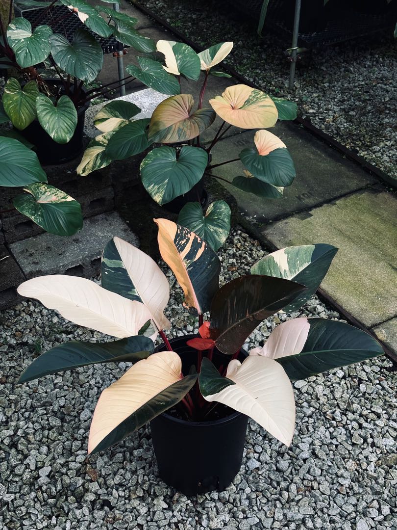 Philodendron Red Congo Variegated, Furniture & Home Living, Gardening ...