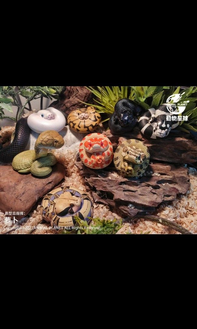 [PO] Animal Planet Studios a series of laugh and grow fat snake animals ...