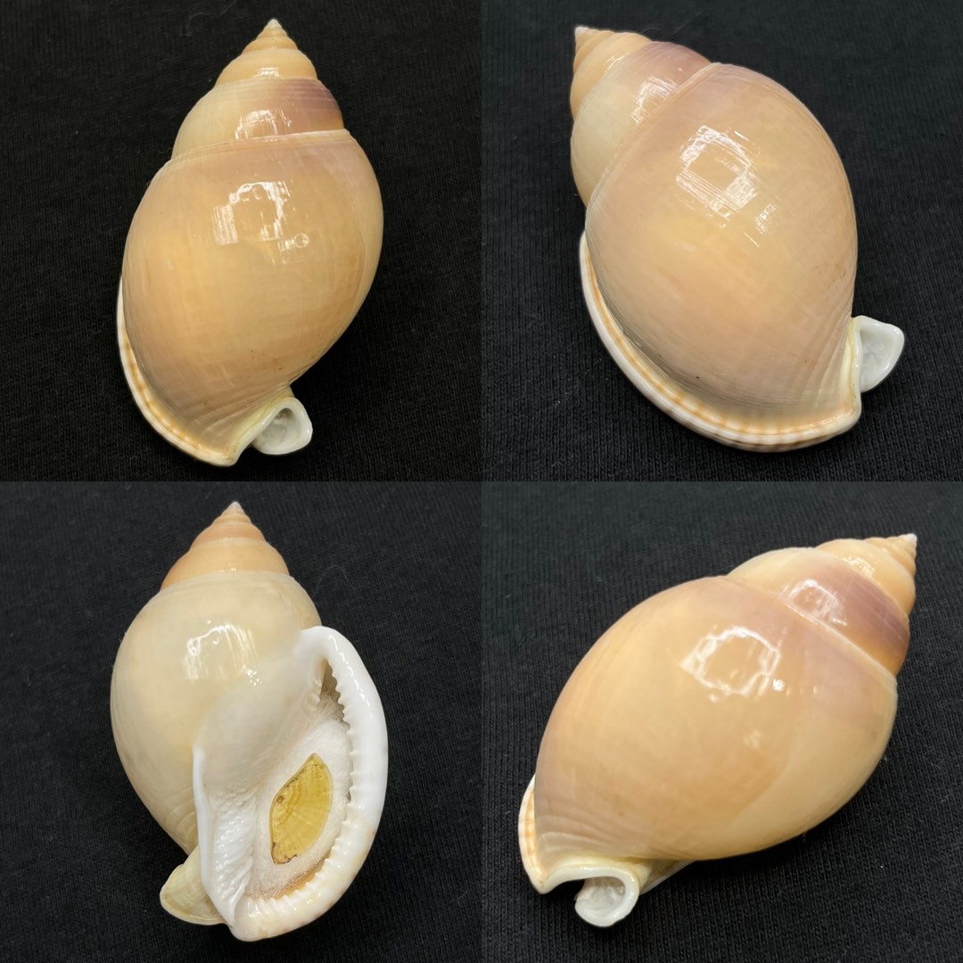 Seashell Bubble Bonnet Shell, Hobbies & Toys, Memorabilia ...