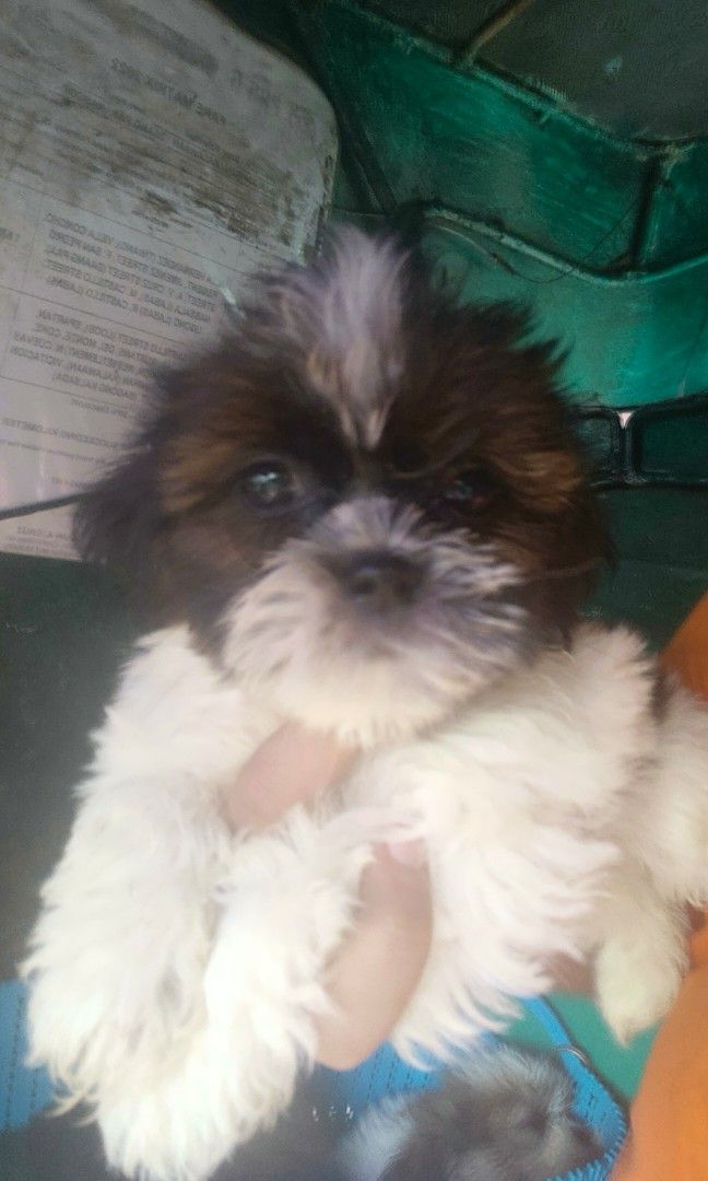 Shih Tzu Male- Panda, Pet Supplies, Health & Grooming on Carousell