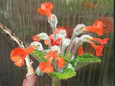 Sinningia bullata, Emerald Forest Plant (gesneriad, succulent ...