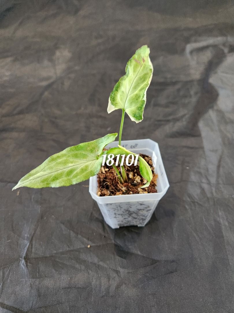 Syngonium T25 Variegata - CNY Sale 10% Off, Furniture & Home Living ...