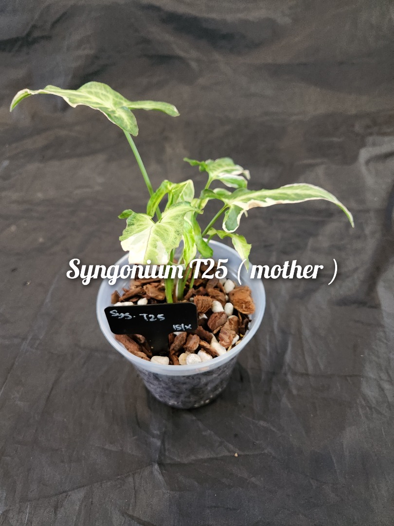 Syngonium T25 Variegata - CNY Sale 10% Off, Furniture & Home Living ...