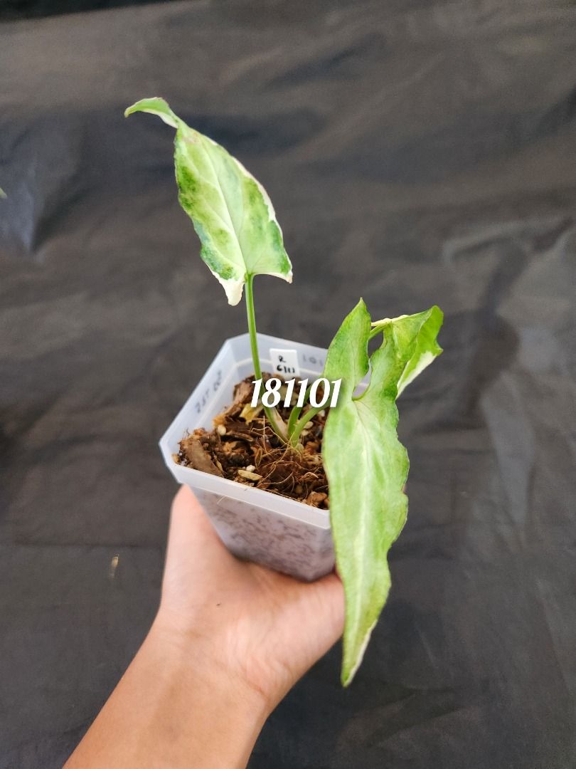 Syngonium T25 Variegata - CNY Sale 10% Off, Furniture & Home Living ...
