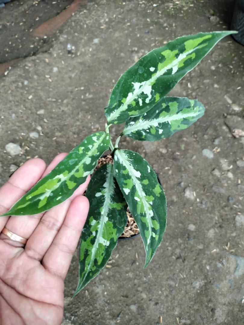 Aglaonema Pictum Tricolor, Furniture & Home Living, Gardening, Plants ...