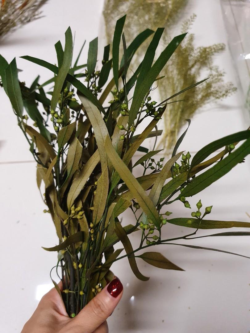 Dried and preserved foliage and small flowers, Hobbies & Toys ...