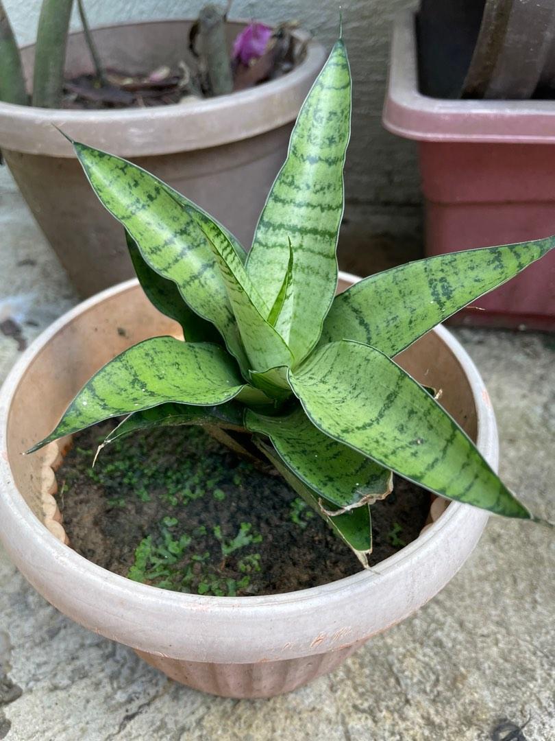Dwarf Snake Plant, Furniture & Home Living, Gardening, Plants & Seeds ...