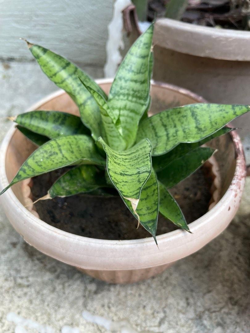 Dwarf Snake Plant, Furniture & Home Living, Gardening, Plants & Seeds ...