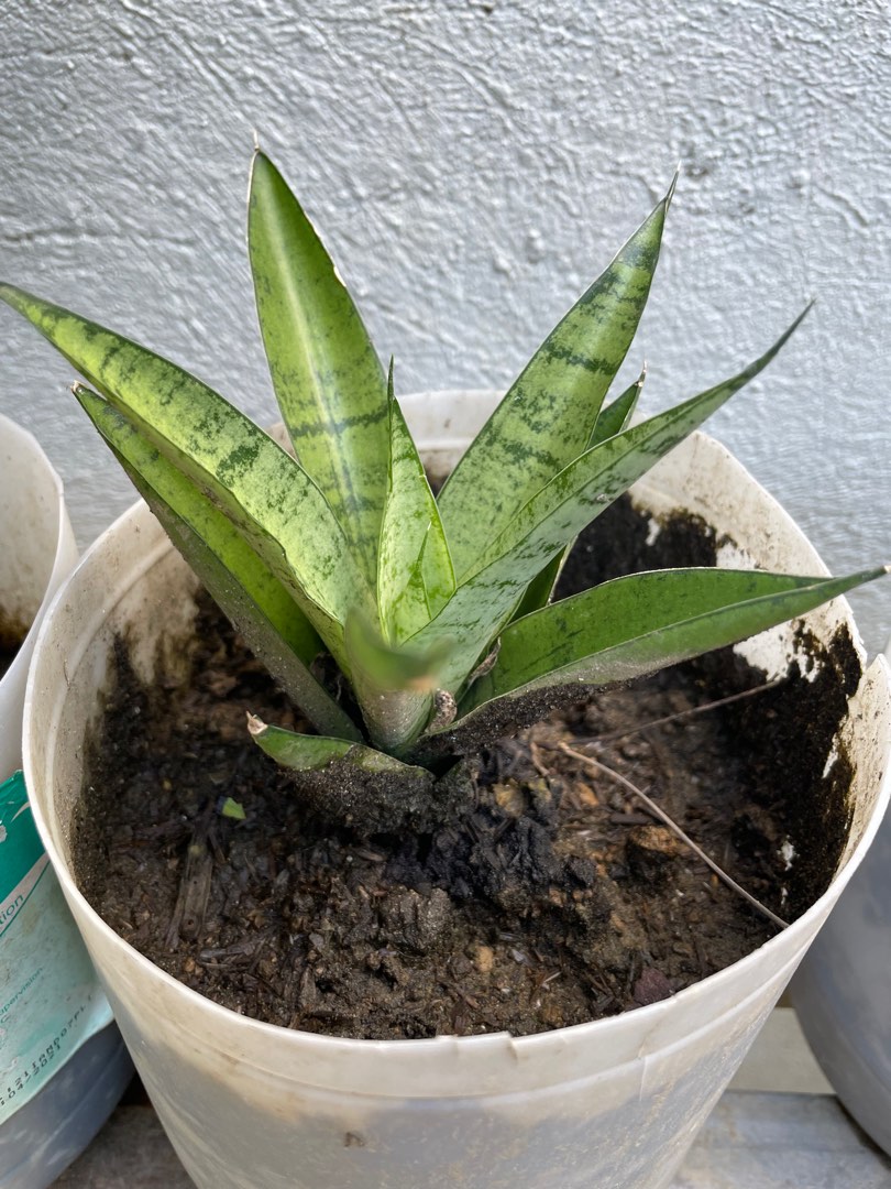 Dwarf Snake Plant, Furniture & Home Living, Gardening, Plants & Seeds ... Dwarf Snake Plant, Furniture & Home Living, Gardening, Plants & Seeds ...