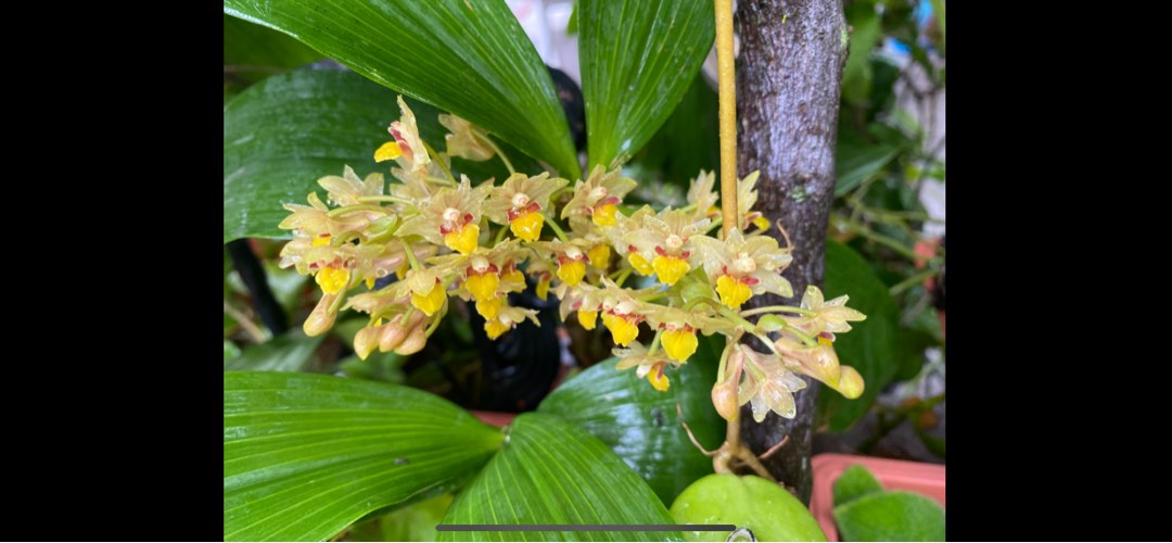 Eria xanthocheila rare lowland orchid sp flowering, Furniture & Home ...