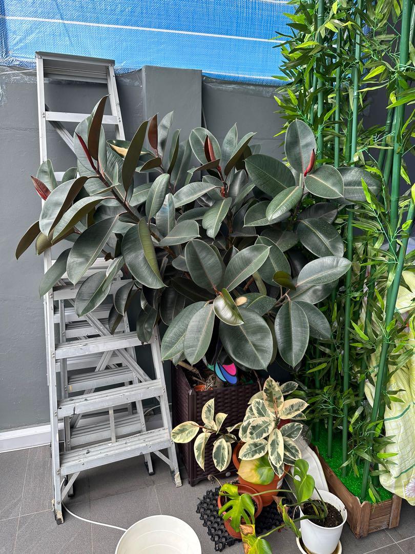 Ficus Elastica - rubber fig, Furniture & Home Living, Gardening, Pots ...