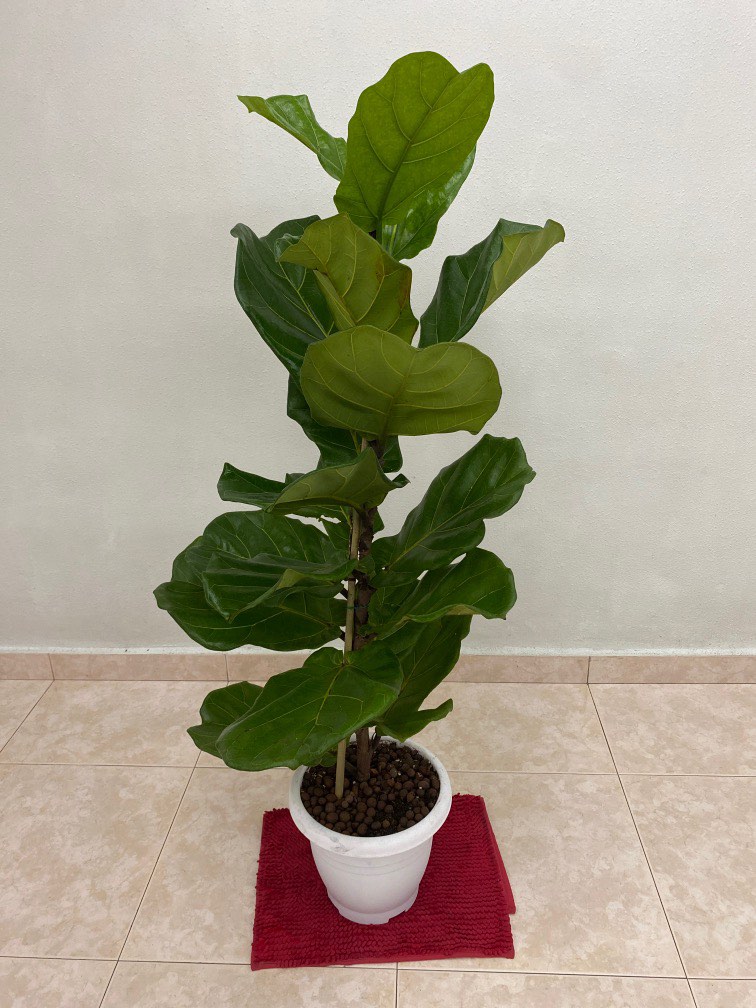 Ficus Lyrata big leaves 4ft tall in New26cm white pot, Furniture & Home ...
