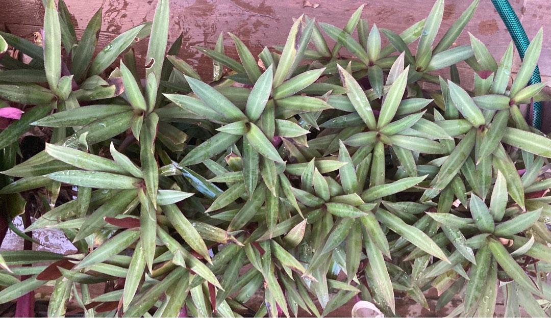 Oyster plants (boat lily) in a planter, Furniture & Home Living ...