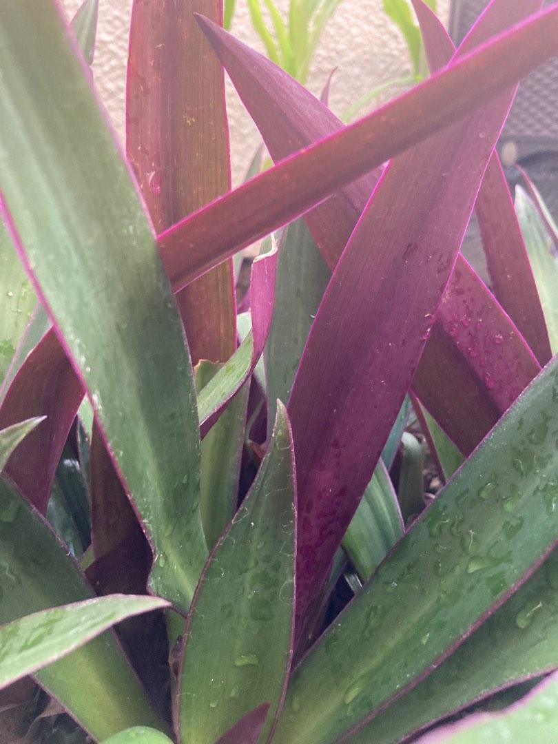 Oyster plants (boat lily) in a planter, Furniture & Home Living ...