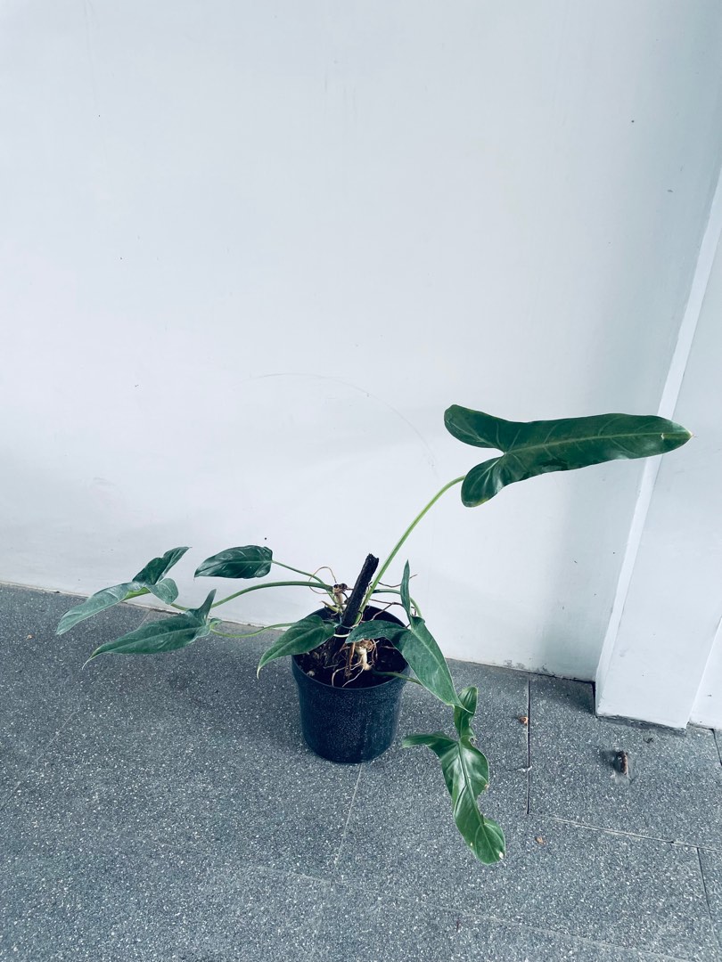 Philodendron Mexicanum, Furniture & Home Living, Gardening, Plants ...