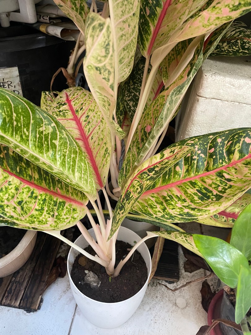 Pink Widuri Aglaonema, Furniture & Home Living, Gardening, Plants ...