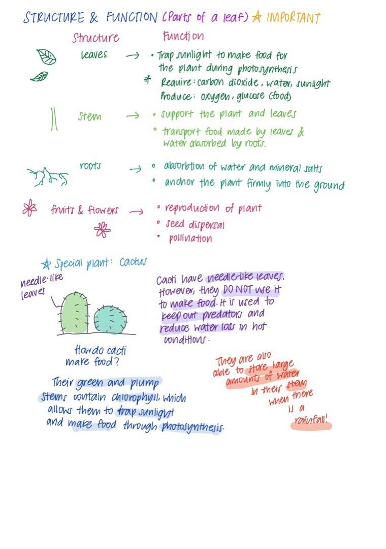 PSLE Science notes handwritten, Hobbies & Toys, Books & Magazines ...