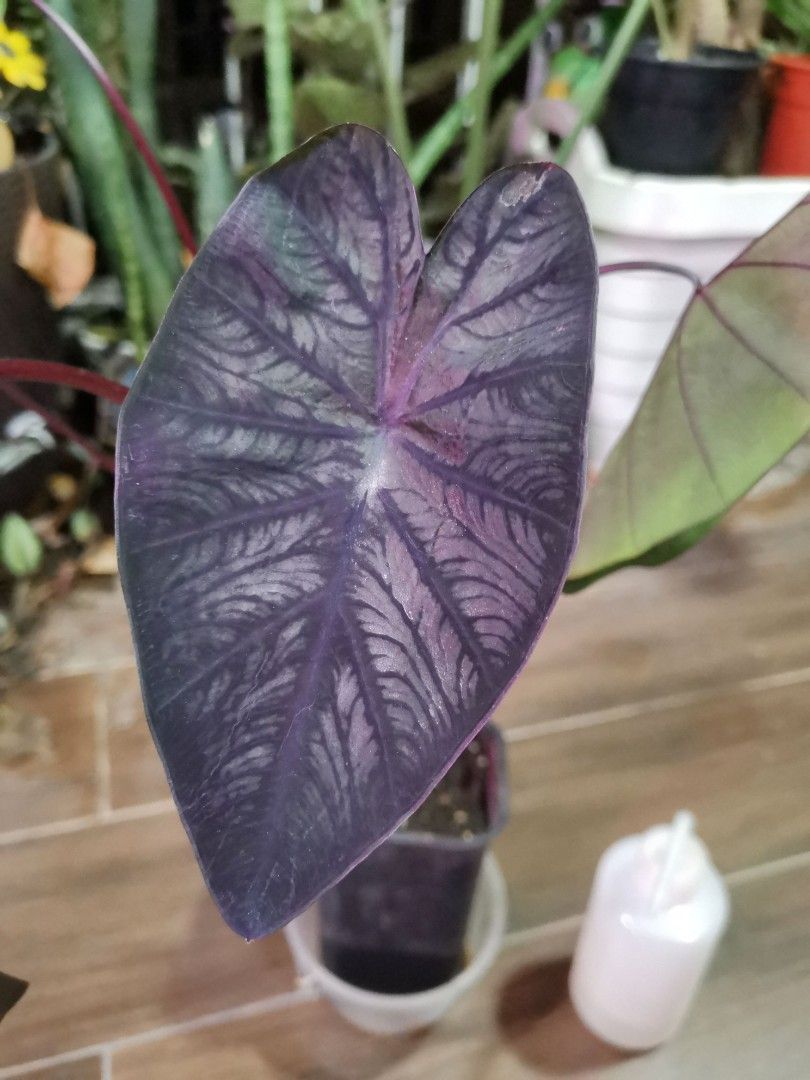 Colocasia Black Ripple, Furniture & Home Living, Gardening, Plants ...