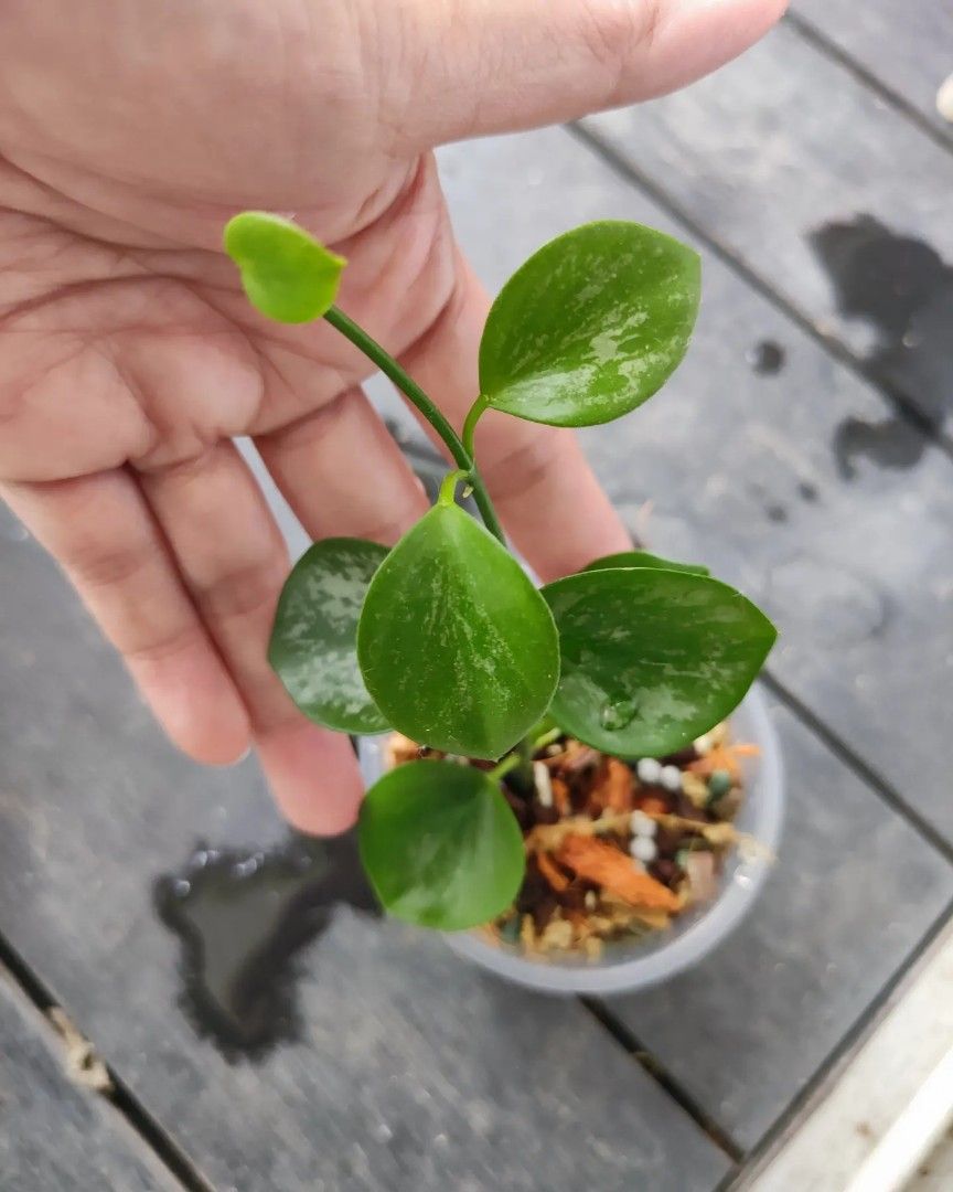 Hoya Biakensis Splash, Furniture & Home Living, Gardening, Plants ...