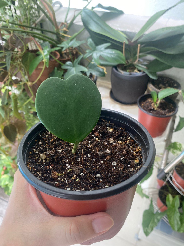 HOYA Kerrii Large waxplant heart leaves plant, Furniture & Home Living ...