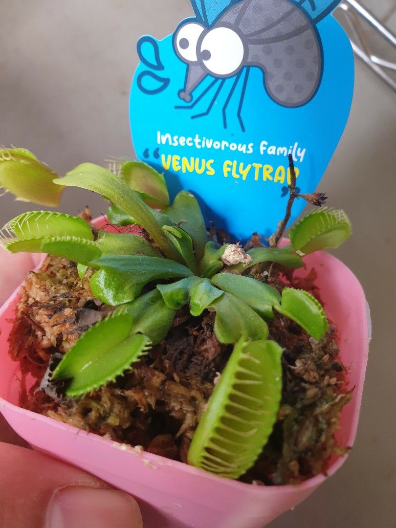 Insectivorous Family Venus Flytrap Plant, Furniture & Home Living ...