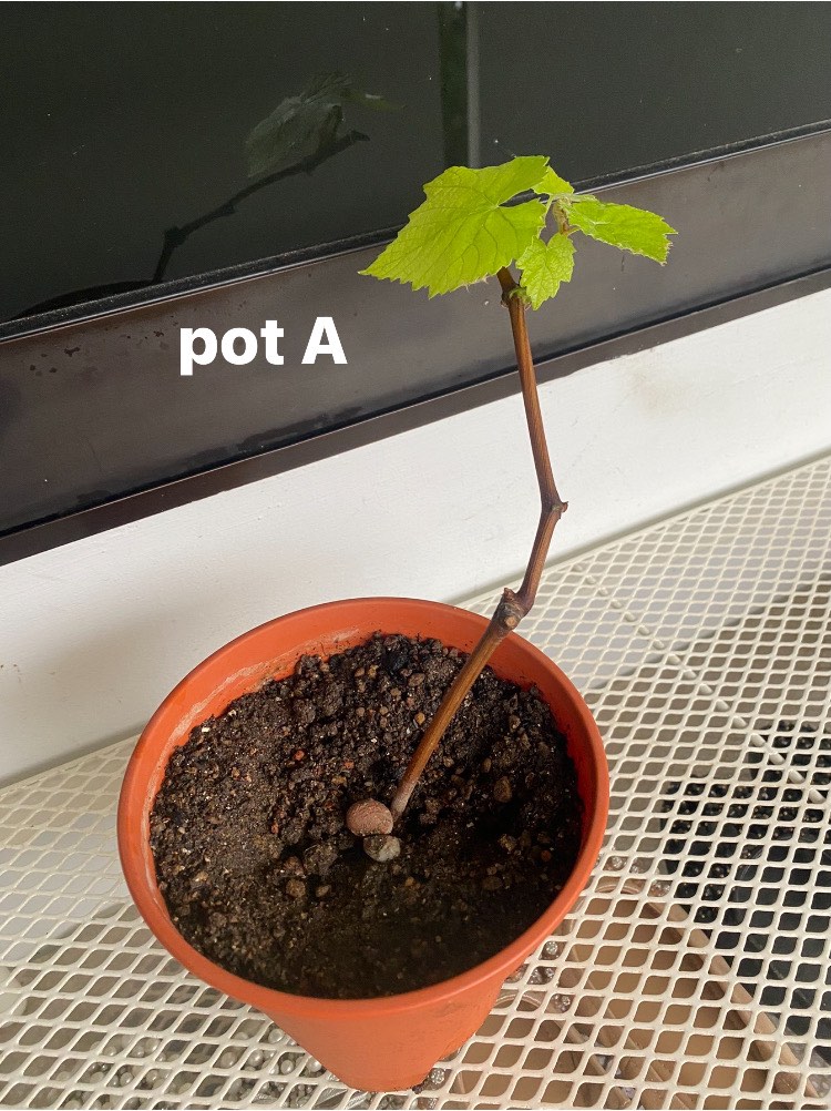 kyoho grape plant, Furniture & Home Living, Gardening, Plants & Seeds ...