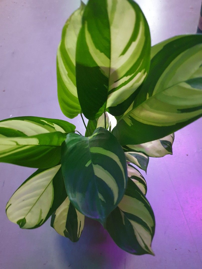 Maranta Arundinacea Arrowroot Auera Variegated plant Prayer Plant ...