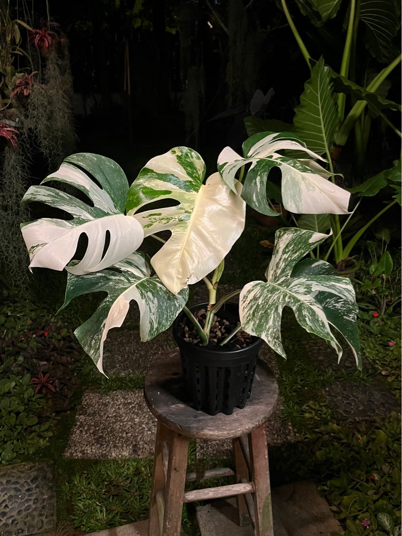 Monstera Borsigiana Albo (good genes), Furniture & Home Living ...