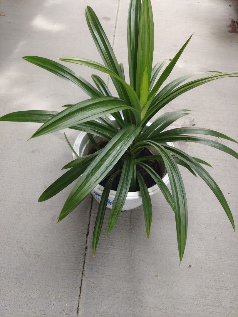 Pandan plant as photo shown about 50 to 55 cm high in pot., Furniture ...