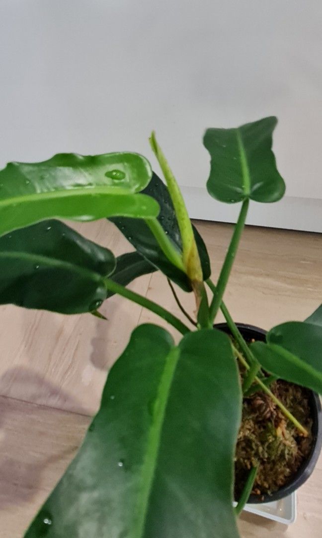 Philodendron Jerry Horne, Furniture & Home Living, Gardening, Plants ...