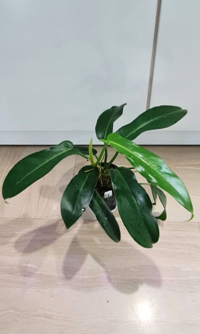 Philodendron Jerry Horne, Furniture & Home Living, Gardening, Plants ...