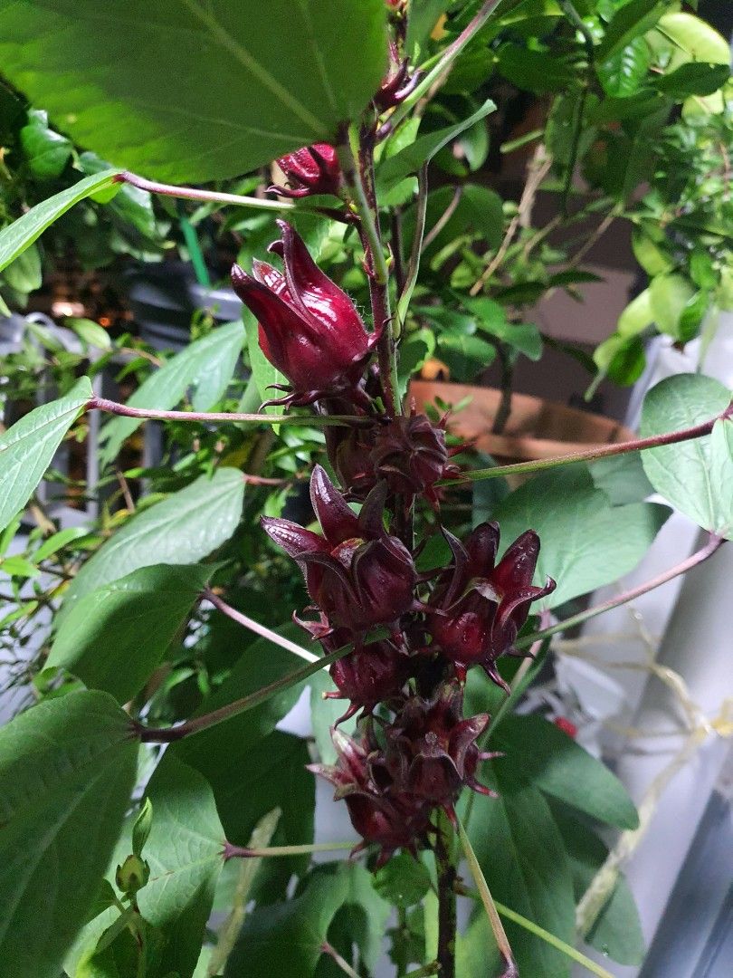 Roselle plant, Furniture & Home Living, Gardening, Plants & Seeds on ...